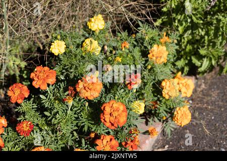 Tagetes patula 'Durango Outback Mix' French marigolds Stock Photo - Alamy