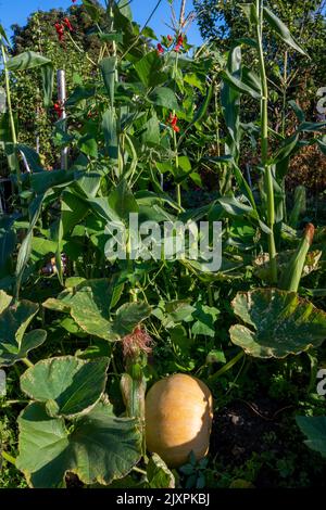 How to plant the "Three sisters" method with runner beans, sweet corn ...