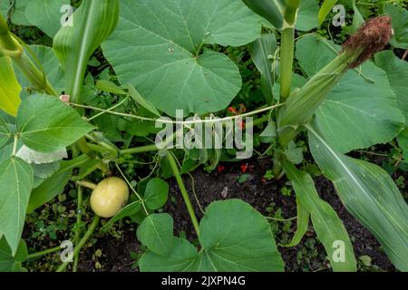 Squash, maize, and beans, the three sisters of Native American ...