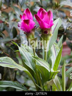 Turmeric, (Curcuma longa) with yellow flowers isolated on black ...