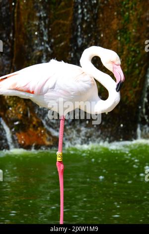 A waterbird standing on a big rock at the shoreline under blue cloudy ...