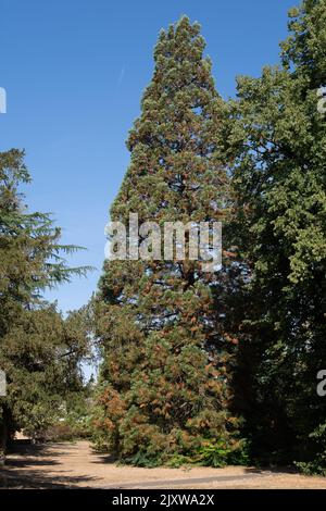 Braywick, Maidenhead, Berkshire, UK. 14th August, 2022. Parched grass ...