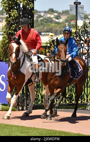 Jockey Lachlan King returns to scale on Egyptian Bullet after winning ...