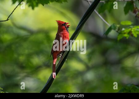 Cardinal on electrical wire Stock Photo - Alamy