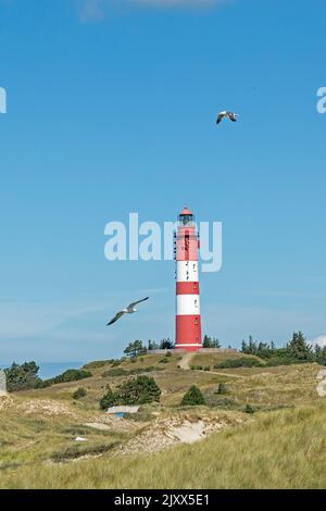 Flying seagulls, dunes, Amrum Island, North Frisia, Schleswig-Holstein ...