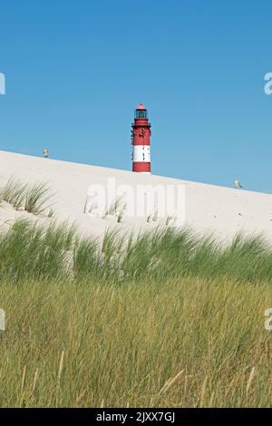 dunes, young sea gulls, lighthouse, Amrum Island, North Friesland ...