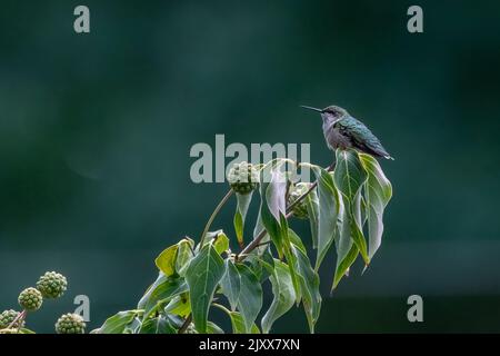 Hummingbird atop Kousa Dogwood tree Stock Photo - Alamy