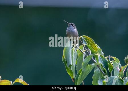 Hummingbird atop Kousa Dogwood tree Stock Photo - Alamy