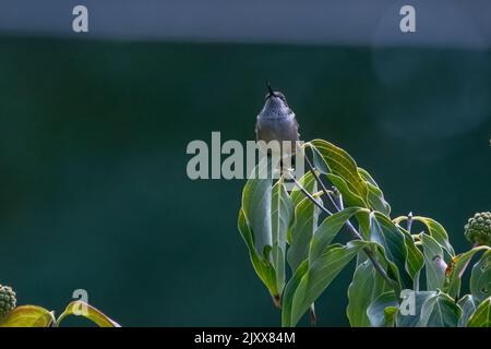 Hummingbird atop Kousa Dogwood Stock Photo - Alamy