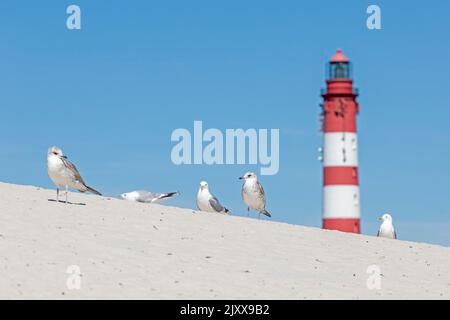 dunes, young sea gulls, lighthouse, Amrum Island, North Friesland ...
