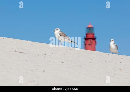 dunes, young sea gulls, lighthouse, Amrum Island, North Friesland ...