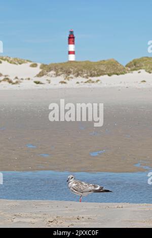 dunes, young sea gull, lighthouse, Amrum Island, North Friesland ...