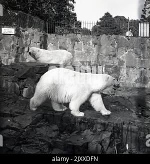 1965, historical, two poplar bears in their enclosure at Edinburgh Zoo ...