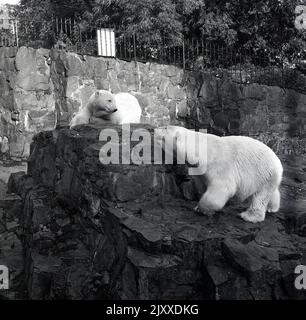 1965, historical, two poplar bears in their enclosure at Edinburgh Zoo ...