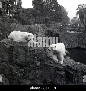 1965, historical, two poplar bears in their enclosure at Edinburgh Zoo ...