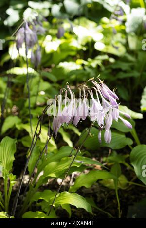 Hosta 'Curly Fries' Stock Photo - Alamy
