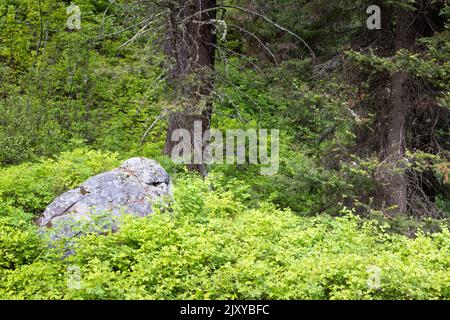 A large boulder resting below old evergreen trees in forest brush ...