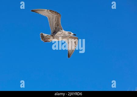 Flying young seagull, Amrum Island, North Frisia, Schleswig-Holstein ...