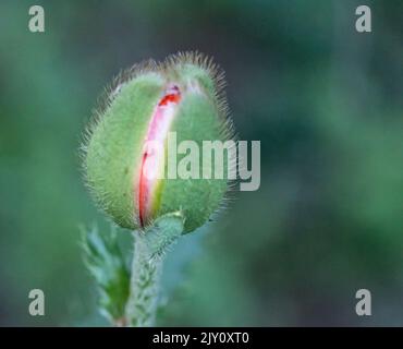 Isolated poppy flower before blossom in the grass/ closeup and macro ...