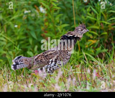 Partridge male ruffed grouse struts mating plumage and fan tail in the ...