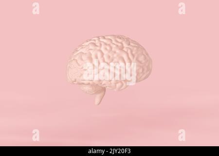 Human brain right hemisphere model isolated on white background close ...