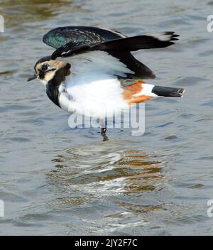 LAPWING, GREEN PLOVER, PEEWIT, PAGHAM HARBOUR, WEST SUSSEX PIC MIKE ...