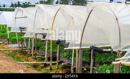 Acacia tree seedlings growing in plantation nursery facility ...