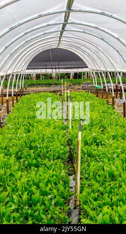 Acacia tree seedlings growing in plantation nursery facility ...