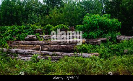 Borneo tropical hardwood stacked in log yard. Agricultural background ...