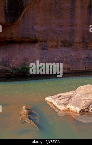 Freshwater crocodile in Cobbold Gorge Stock Photo - Alamy