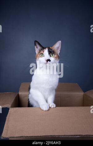 white calico cat standing inside of cardboard box looking to the side ...