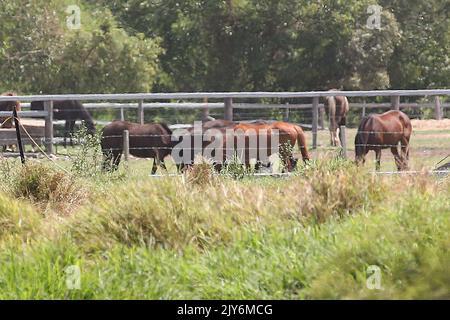 Horses are seen at the Meramist Abattoir in Caboolture, north of ...