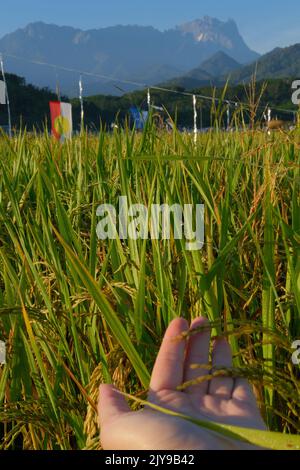 Tambatuon village paddy field with Mount Kinabalu view Stock Photo - Alamy