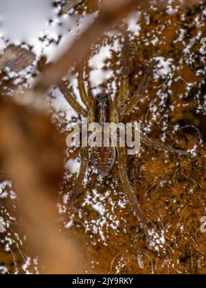 Aquatic Wolf Spider of the Family Lycosidae on water Stock Photo - Alamy