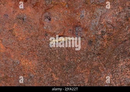Small Microcaddisfly Insect of the Family Hydroptilidae Stock Photo - Alamy