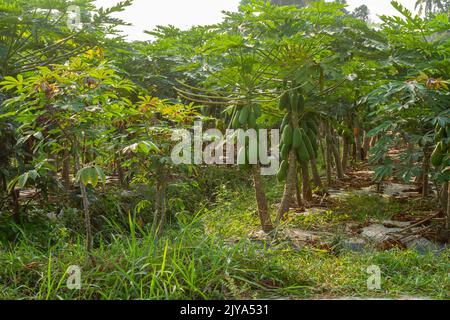 Papaya plants of the california type have been thriving in papaya ...