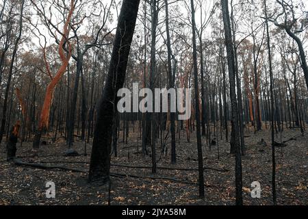 Bushland is seen burnt by fire as rain falls at Bilpin, in the Blue ...