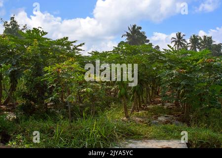 Papaya plants of the california type have been thriving in papaya ...