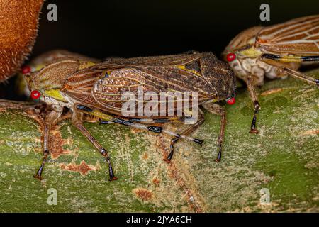 Adult Aetalionid Treehopper of the species Aetalion reticulatum Stock ...