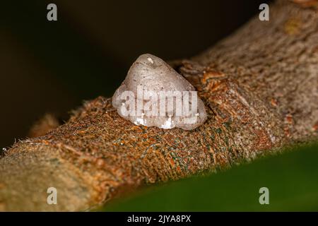 White Tortoise Scale of the Family Coccidae Stock Photo - Alamy