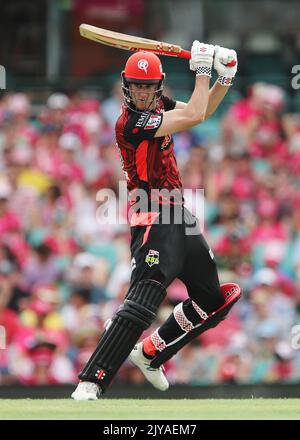 Beau Webster of the Renegades bats during the Big Bash League (BBL ...
