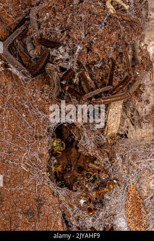 Dead Adult stingless bee of the genus Tetragonisca Stock Photo - Alamy