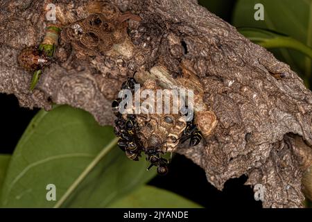 Adult Long-waisted Paper Wasps of the Genus Mischocyttarus Stock Photo ...