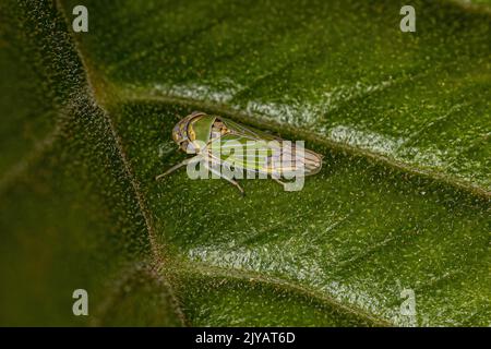 Adult Typical Leafhopper of the subfamily Cicadellinae Stock Photo - Alamy