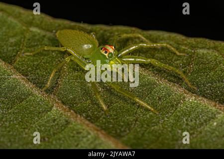 Adult Female Translucent Green Jumping Spider of the Genus Lyssomanes ...