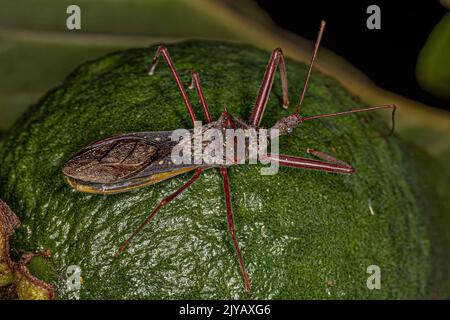 Adult Assassin Bug of the Species Heza binotata Stock Photo - Alamy