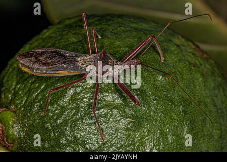 Adult Assassin Bug of the Species Heza binotata preying on a Adult Male ...