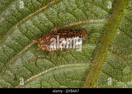 Wood Cockroach Nymph of the Family Ectobiidae Stock Photo - Alamy