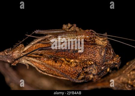 Adult True Cricket of the Tribe Trigonidiini Stock Photo - Alamy