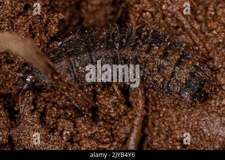 Small Soldier Fly Larvae of the Subfamily Stratiomyinae Stock Photo - Alamy